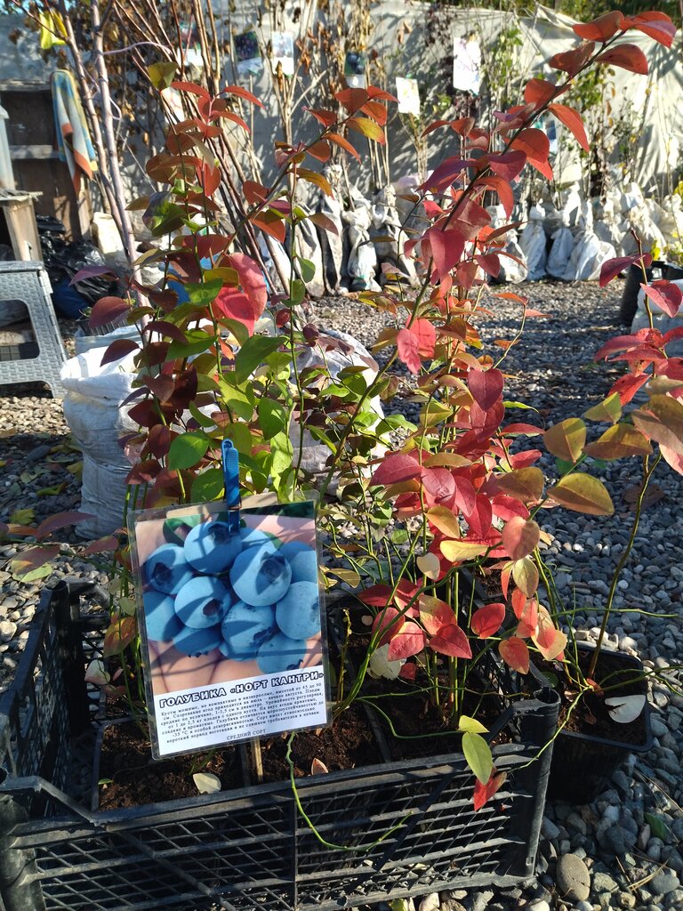 Fidan yetiştiriciliği KalibriPF, Essentuky, foto