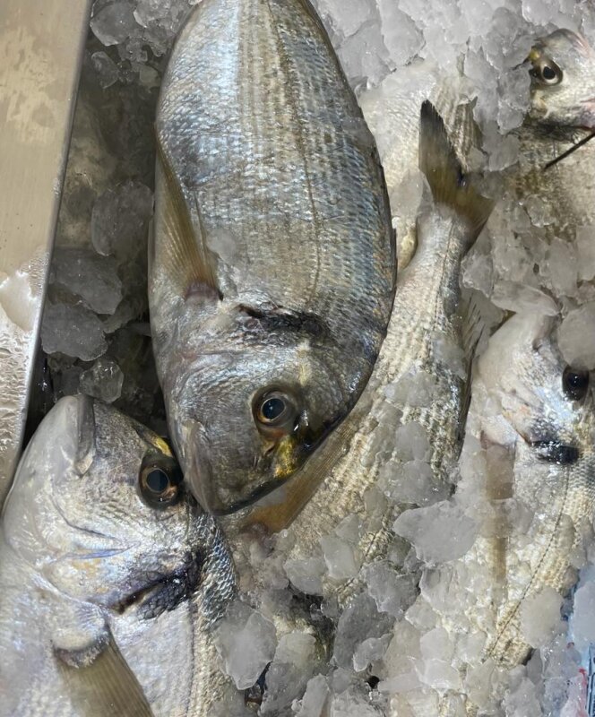 Balık çiftçiliği ve toptancıları Pescheria Blue Marlin Fish Market, Ligurya, foto