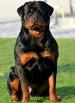 Barbos (Kooperativnaya ulitsa No:2Д, derevnya Vyalki), petshop  Moskova ve Moskovskaya oblastından