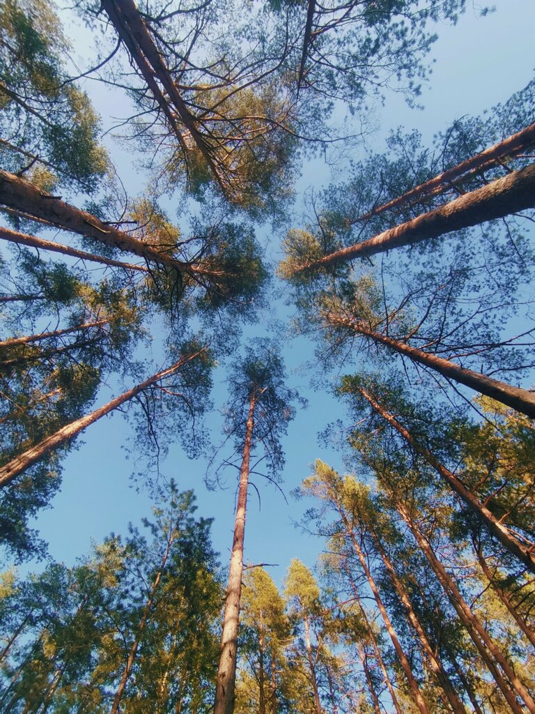 Piknik alanı Место для пикника, Saint‑Petersburg ve Leningradskaya oblastı, foto