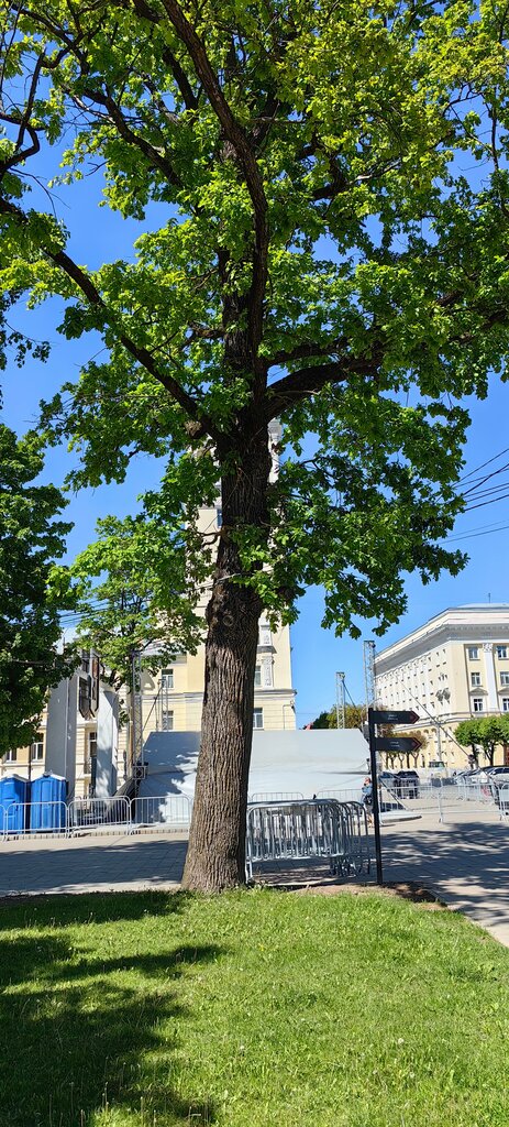 Unutulmaz olayların yeri Дуб вековой, Smolensk, foto