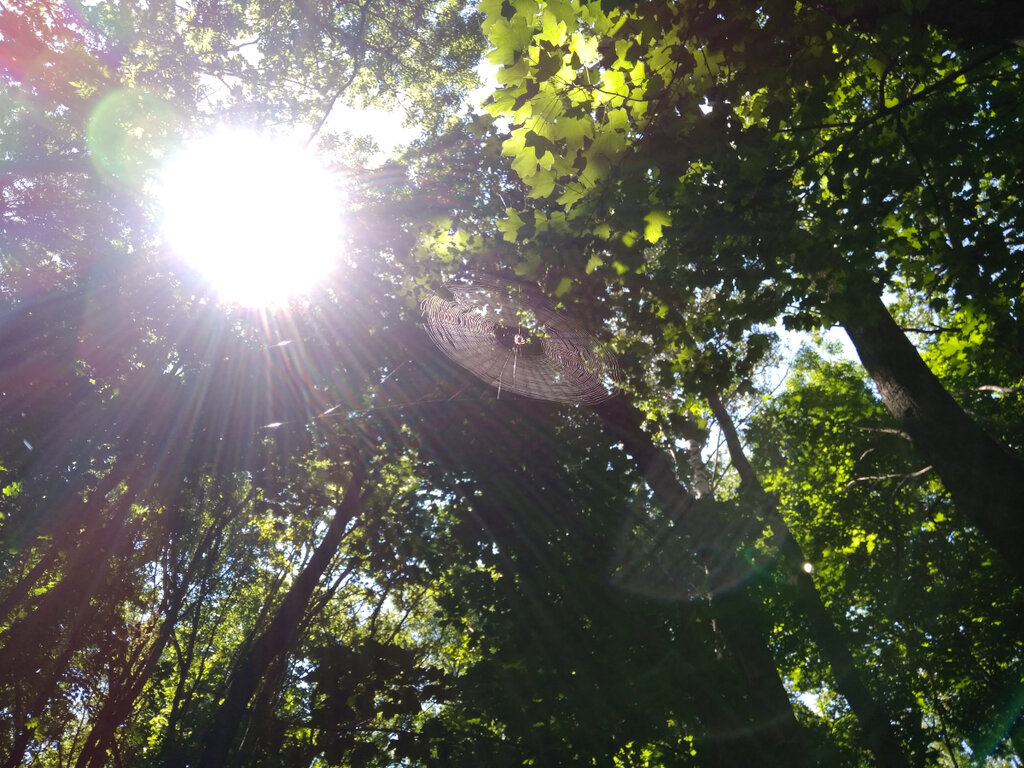 Orman Шевлягинский лес, Voronejskaya oblastı, foto