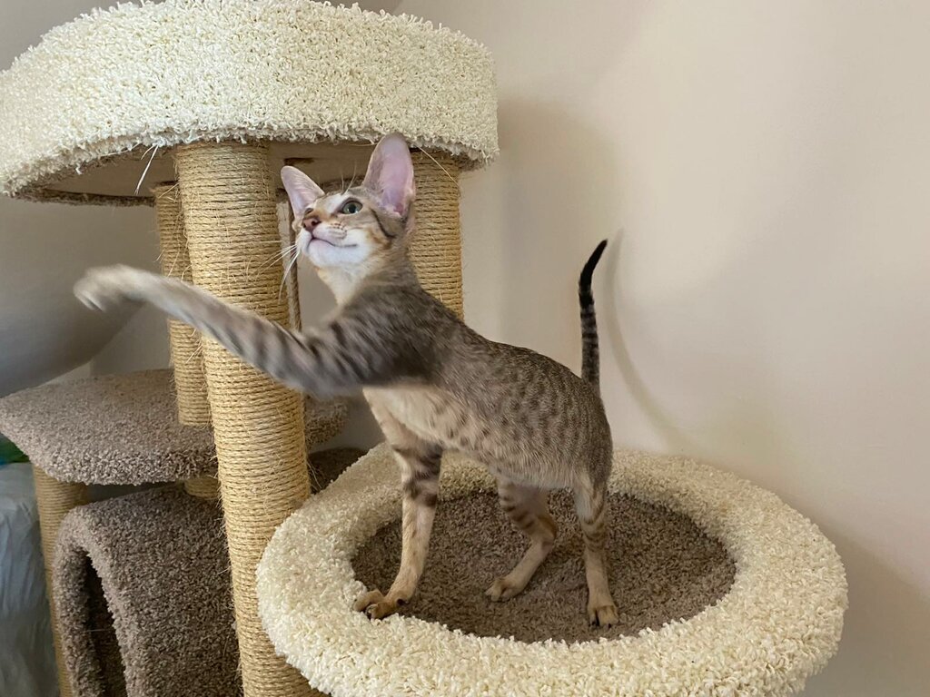 Evcil hayvan yetiştiricileri Pitomnik orientalnyh koshek Mascot, Moskova, foto