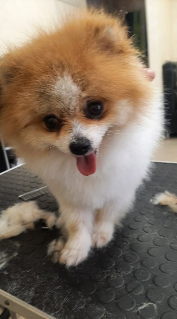 Uzman hizmetleri Grooming Studio, Tver, foto