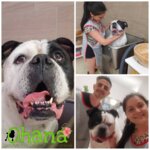 Toelettatura Ohana (Apulia, Barletta-Andria-Trani, San Ferdinando di Puglia, Via Dante Alighieri, 68), petshop  Barletta'dan