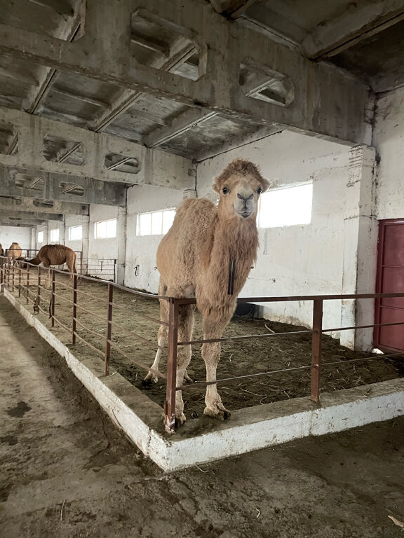Tarım firmaları Camel Dream, Siriderya eyaleti, foto