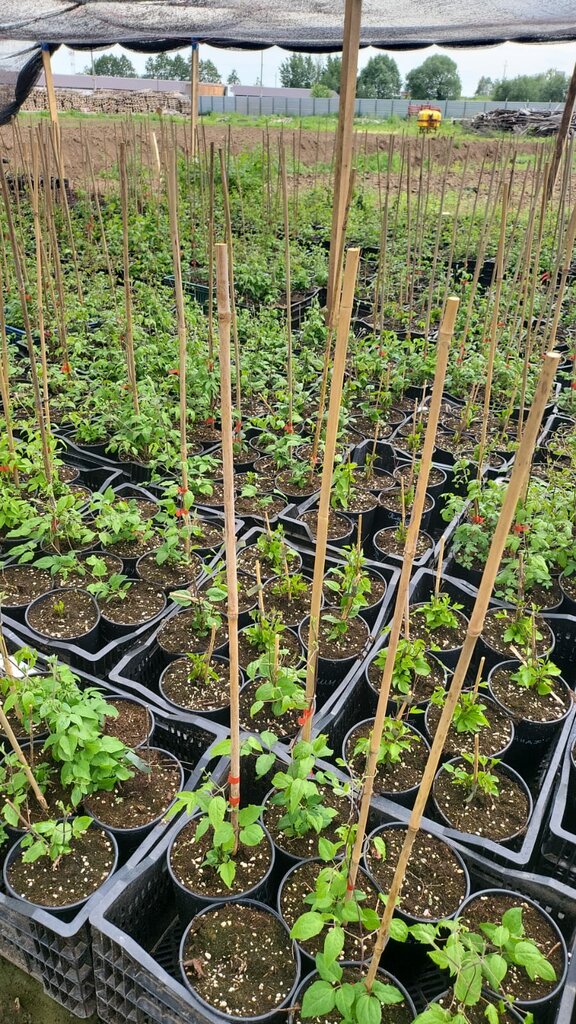 Sera ve bahçe ürünleri Цветочный рай, Moskova ve Moskovskaya oblastı, foto