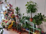 I Miei Fiori D'Incanto di Stefy (Piedmont, Torino, Via Nino Oxilia, 52), çiçek teslimatı  Piyemonte'den