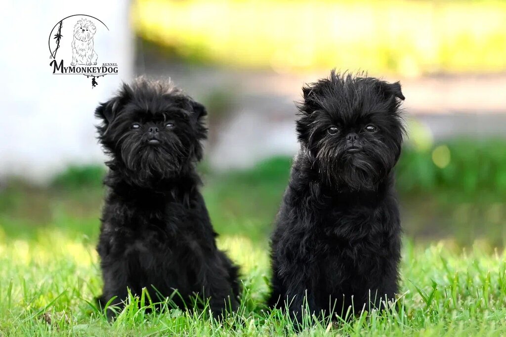 Evcil hayvan yetiştiricileri MyMonkeyDog, Permski krayı, foto