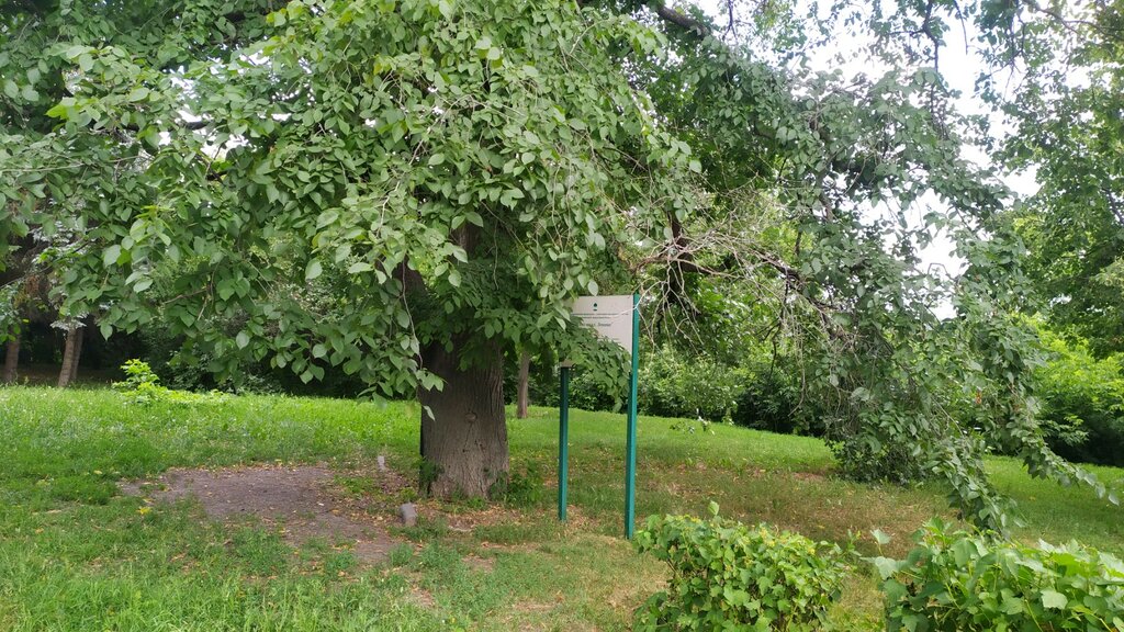 Doğa Protected Natural Object Elm on Lenin Street, Lipetsk, foto