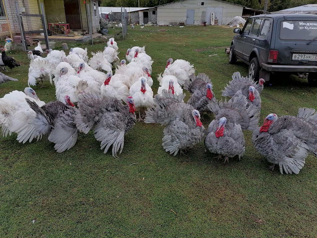 Kanatlı hayvan ürünleri ve yumurta Яйцо и мясо птицы, Ulyanovskaya oblastı, foto