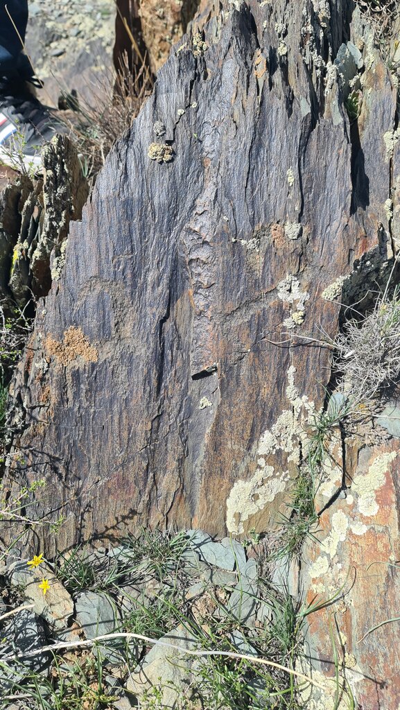 Turistik yerler Petroglyphs of Rzhv, Zhetysu ili, foto