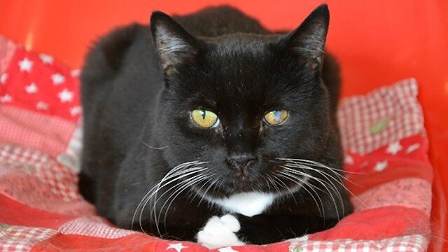 Petshop Kattstallet, Stockholm, foto