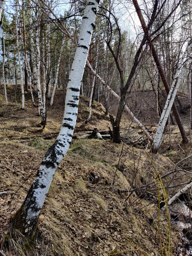 Pınar, çay Spring, stream, İrkutskaya oblastı, foto
