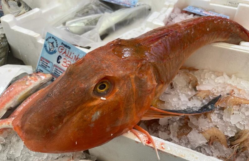 Balık çiftçiliği ve toptancıları Pescheria Blue Marlin Fish Market, Ligurya, foto