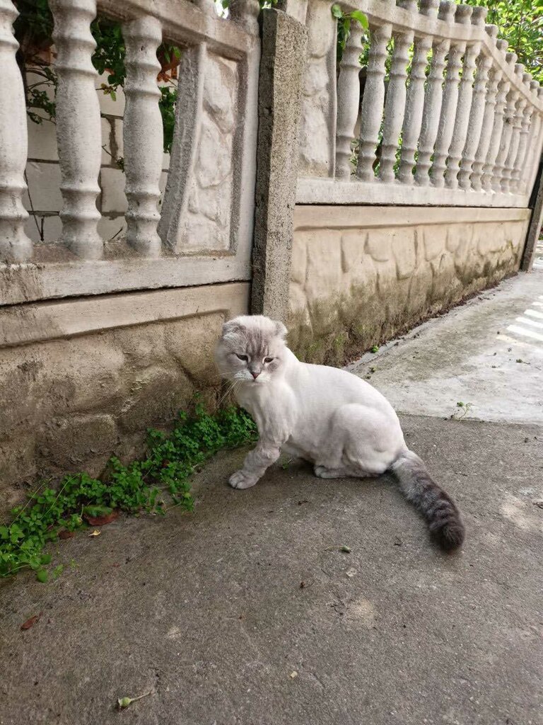 Evcil hayvan kuaförleri Зоопарикмахерская, Zhodzina, foto