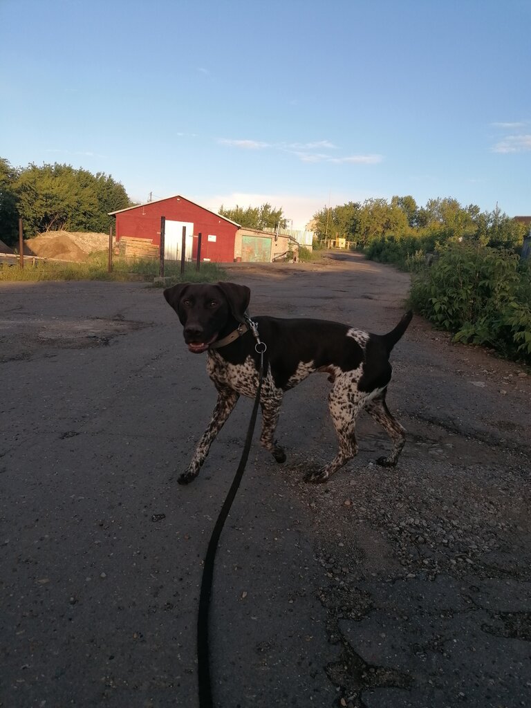 Pet otel Hygge hostel for pets, Kirov, foto