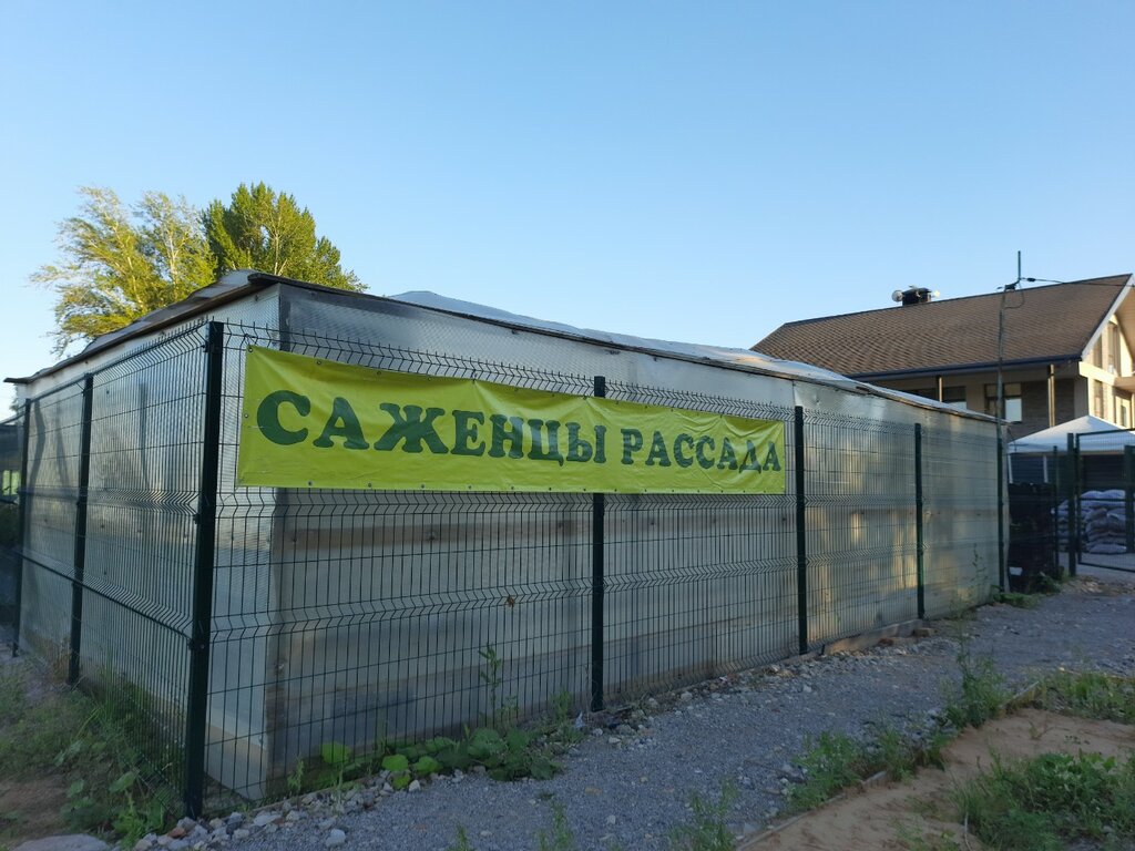 Fidan yetiştiriciliği Саженцы рассада, Kazan, foto