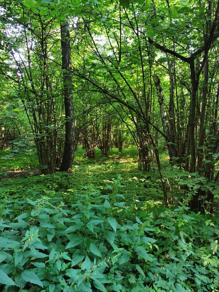 Parklar ve ormanlar Yugo-Vostochny Forest Park, Moskova ve Moskovskaya oblastı, foto
