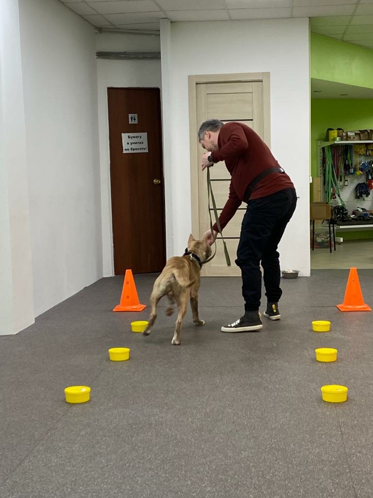 Köpek gezdirme alanları CleverDog, Saint‑Petersburg, foto