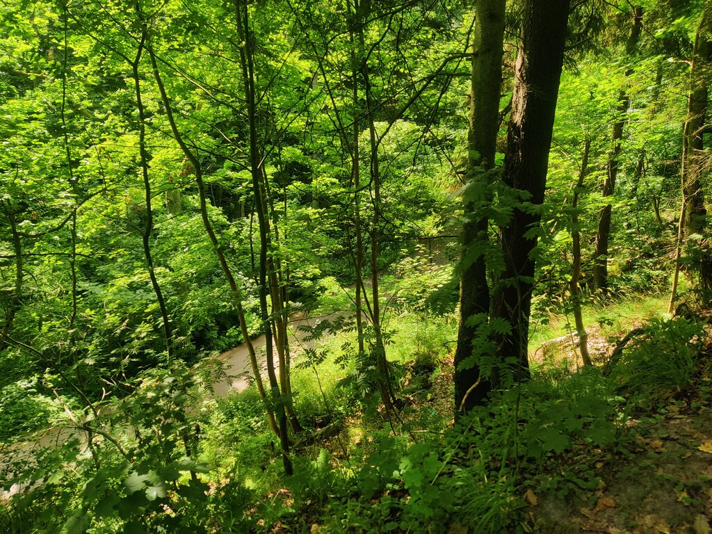 Doğa овраг Гаусуп, Svetlogorsk, foto