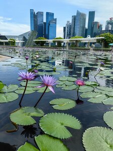 ArtScience Museum (Bayfront Avenue No:6, Singapore), müzeler ve sanat galerileri  Singapur'dan