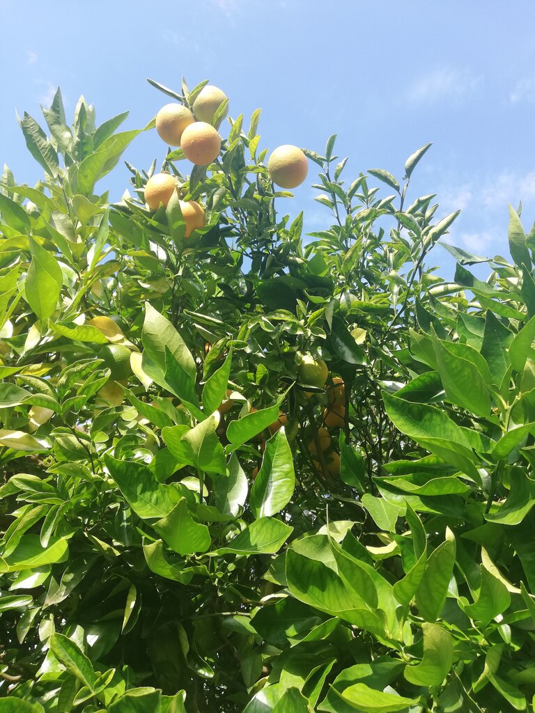 Dekorasyon ve süsleme, onur panosu Friendship Tree, Soçi, foto
