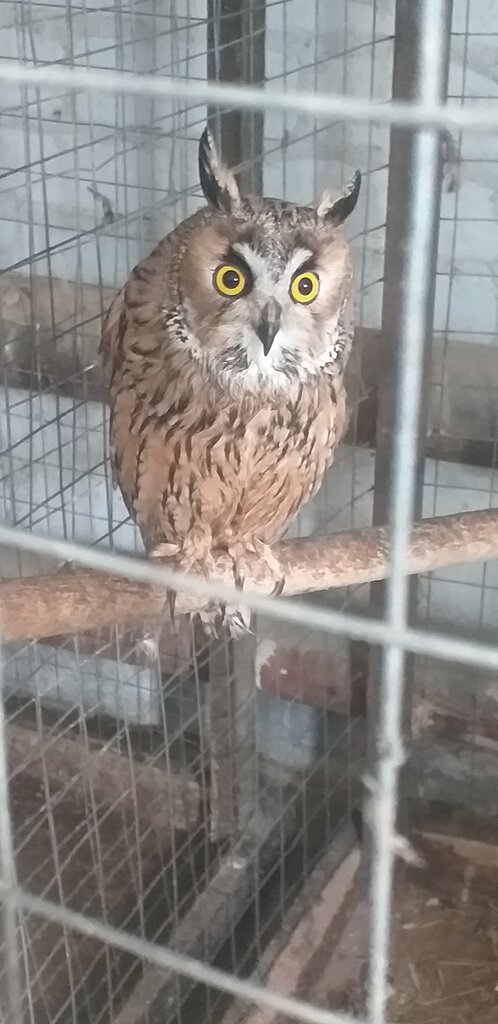 Hayvanat bahçeleri Petting Zoo Parus, Volgograd, foto