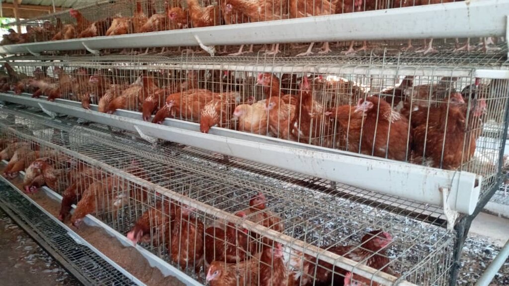 Kanatlı hayvan ürünleri ve yumurta Mibace Ventures, Dünya, foto