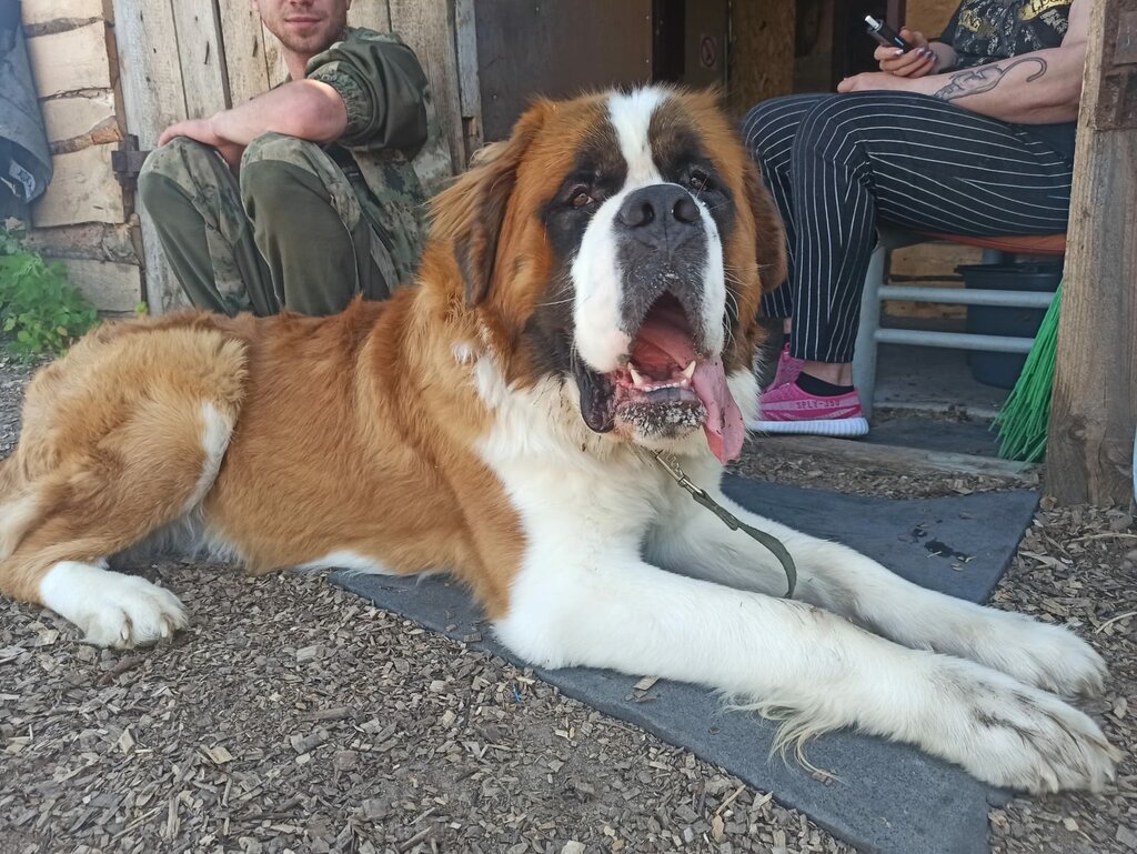 Hayvan barınakları, kulüpleri ve otelleri Служба отлова Городская собака, Riazanskaya oblastı, foto