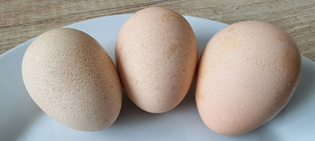 Tarım firmaları Farm, Saint‑Petersburg ve Leningradskaya oblastı, foto