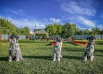 Коломенский Дрессировочный центр Тори (Moscow Region, Kolomna, Kolychyovo District), köpek gezdirme alanları  Kolomna'dan