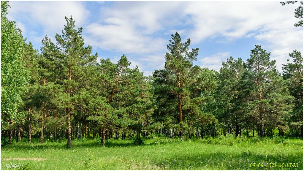 Orman бор имени В.П. Белова, Çeliabinsk, foto