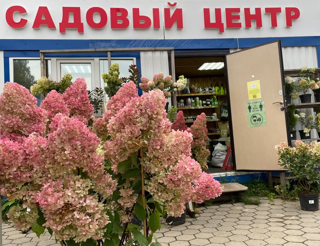 Fidan yetiştiriciliği Podosinki, Moskova ve Moskovskaya oblastı, foto