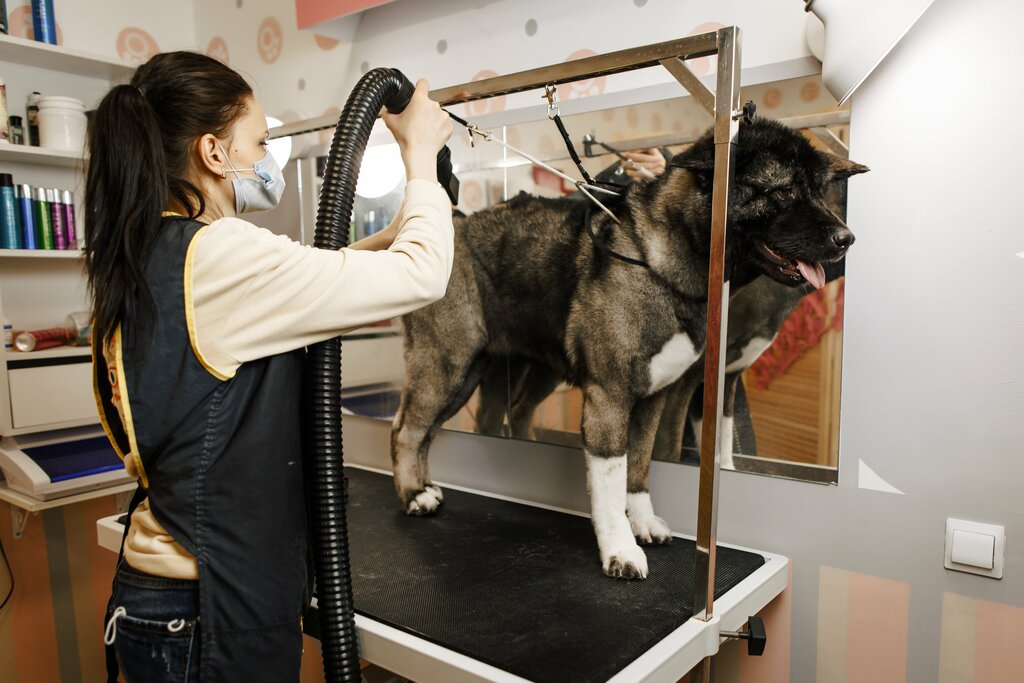 Evcil hayvan kuaförleri Grooming-Salon Polish, Orenburg, foto