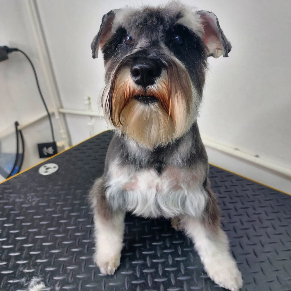 Evcil hayvan kuaförleri Fancy pets groom, Rostov‑na‑Donu, foto