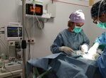 Ambulatorio veterinario i Migliori Amici (Tuscany, Lucca, Capannori), veteriner klinikleri  Toskana'dan