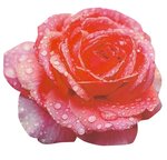 Mishlen flowers (Krasnaya Street No:12А, mikrorayon Klimovsk), çiçekçiler  Podolsk'tan