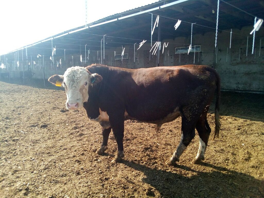 Tarım firmaları ПСХК Александровский, Rostovskaya oblastı, foto