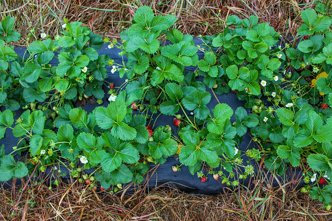 Bahçe ekipmanları ve teknolojileri Sims Sod Farm, Georgia Eyaleti, foto