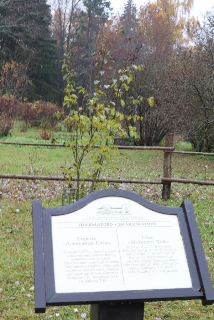 Doğa Сирень Александр Блок, Moskova ve Moskovskaya oblastı, foto