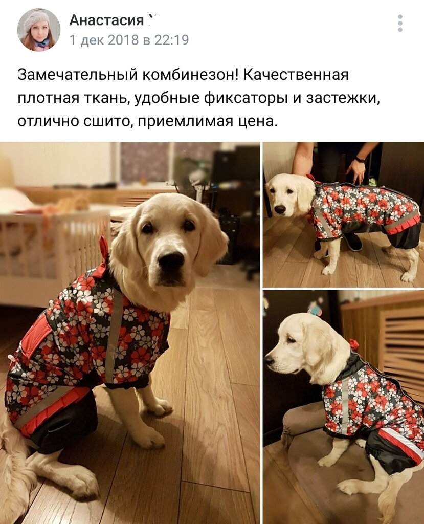 Terziler Sobakenu Teplo, Moskova ve Moskovskaya oblastı, foto