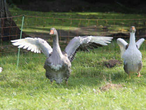 Kültür ve eğlence parkları Naturerlebnispark Gristow, Mecklenburg‑Vorpommern, foto
