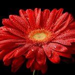 Little Holland (Astrakhanskiy Lane No:1/15), çiçekçiler  Moskova'dan