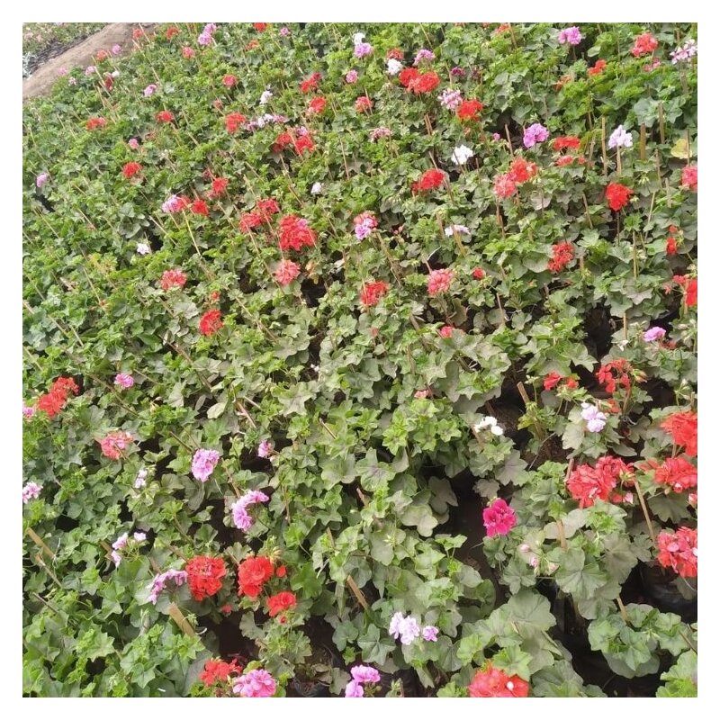 Peyzaj tasarımı Southern Nursery - Sale of Ornamental Plants and Gardening, Lima Bölgesi, foto
