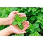 Mentha-Patika Bt (Pest vármegye, Fő út, 37), eczaneler  Dünya'dan
