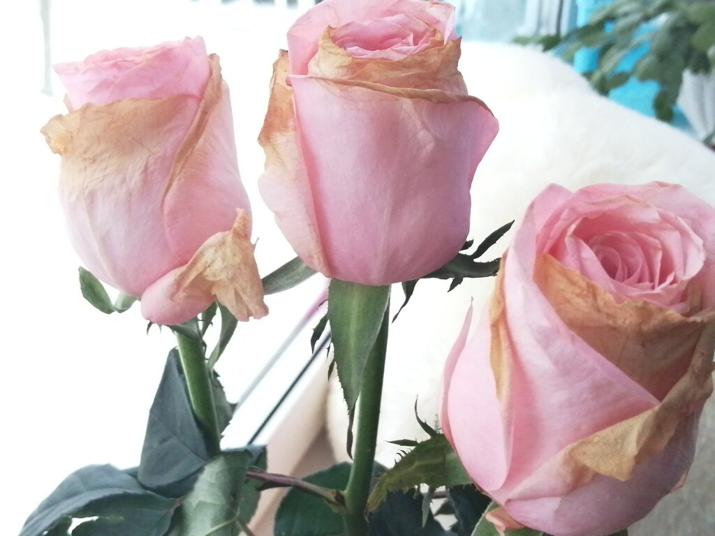 Çiçekçiler Магазин цветов, Spas‑Klepiki, foto