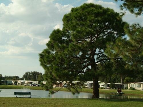 Arazi dizisi Whispering Pines - Largo, Clearwater, foto