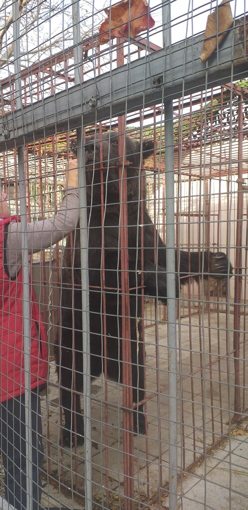 Hayvanat bahçeleri Petting Zoo Parus, Volgograd, foto