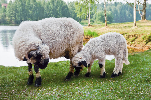 Otel Lesnoi Bereg, Yaroslavskaya oblastı, foto